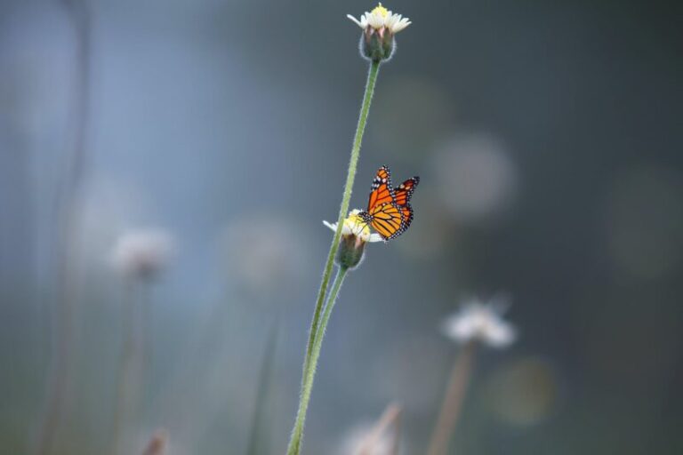 Shallow Depth of Field: How To Use It For Epic Photos